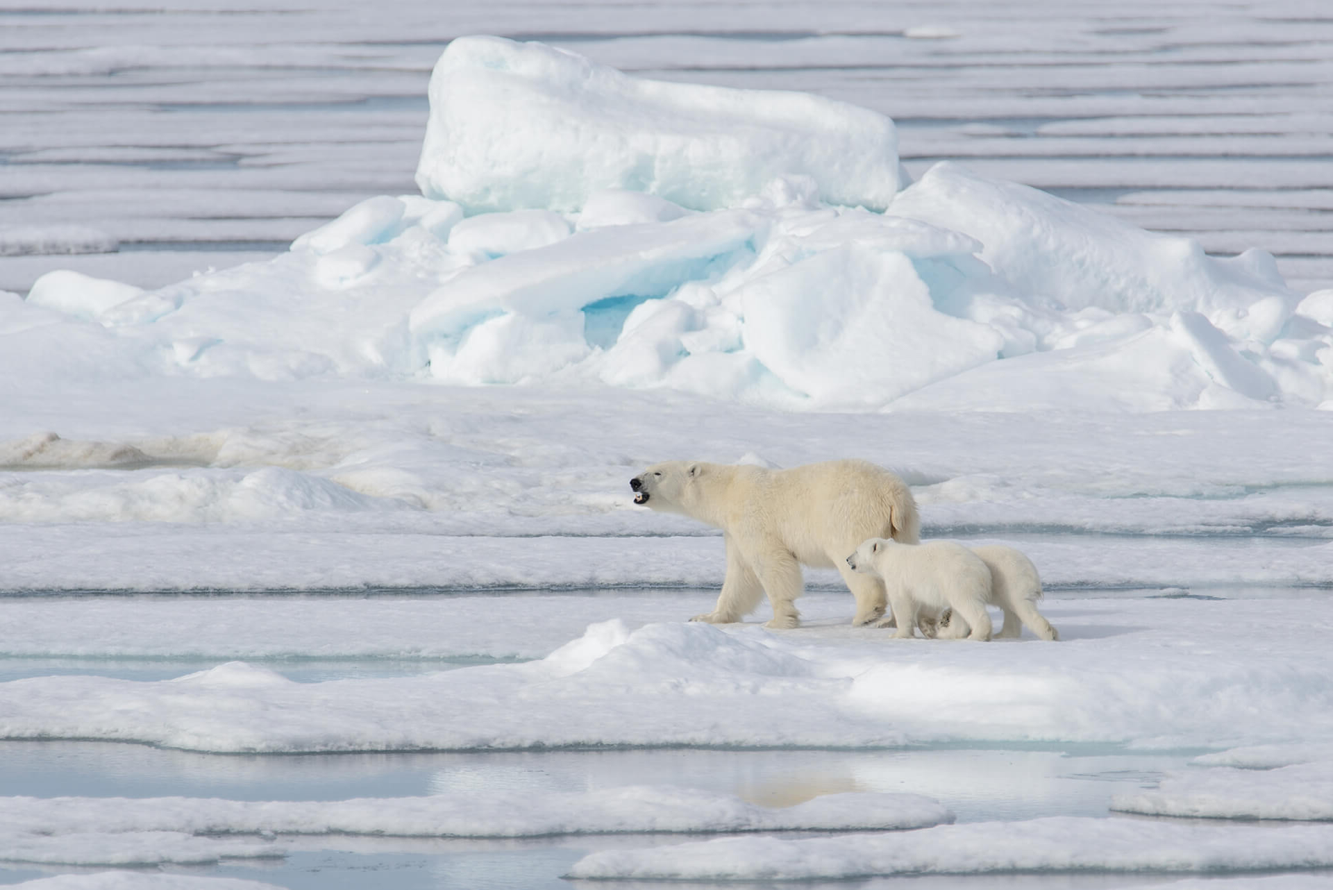 Projectors, darts, needles, blowpipe systems | DANiNJECT products