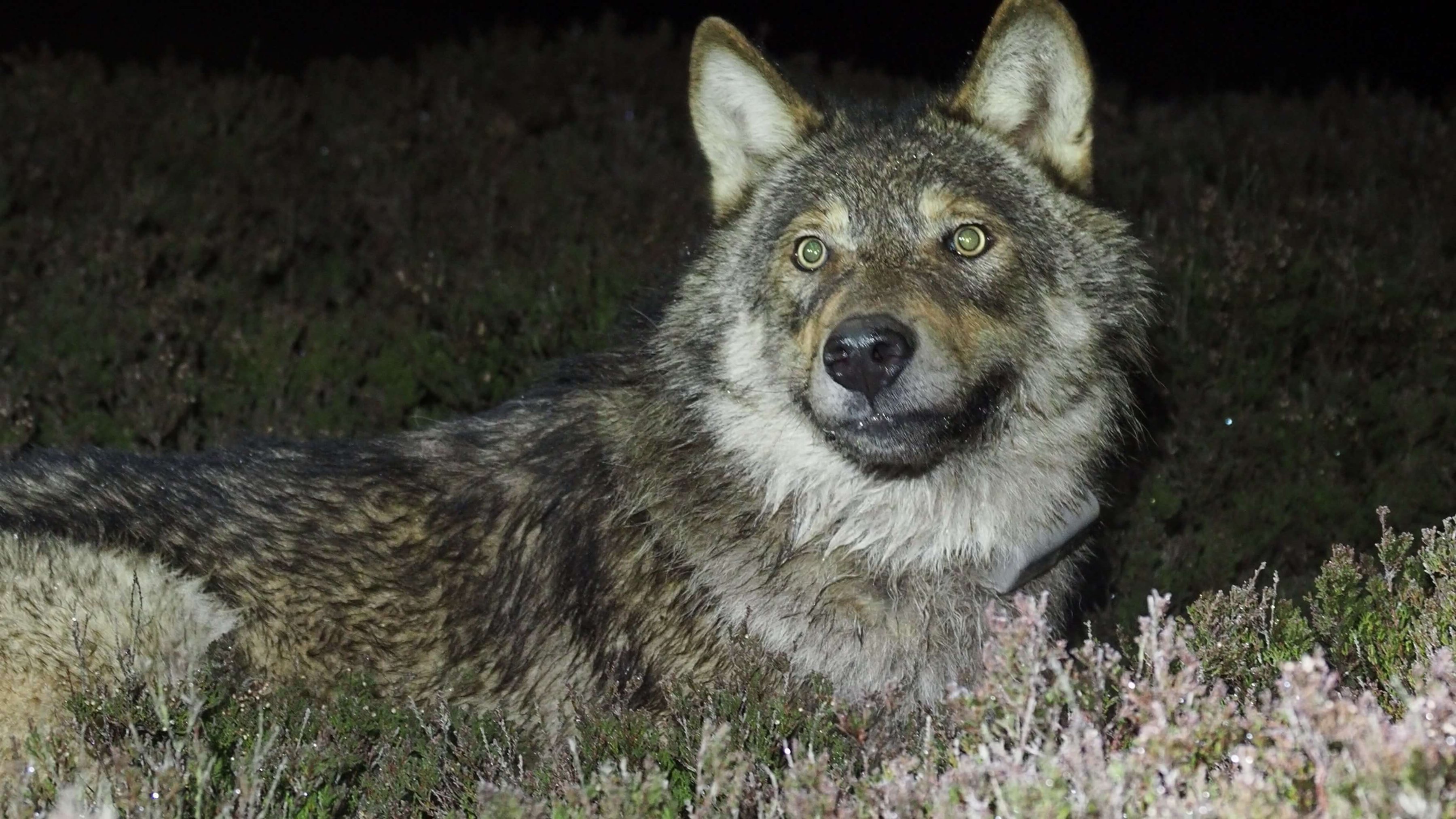 DANiNJECT | Professional humane immobilization and treatment equipment